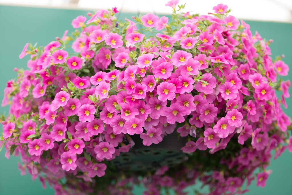 COLIBRI EU – Danziger