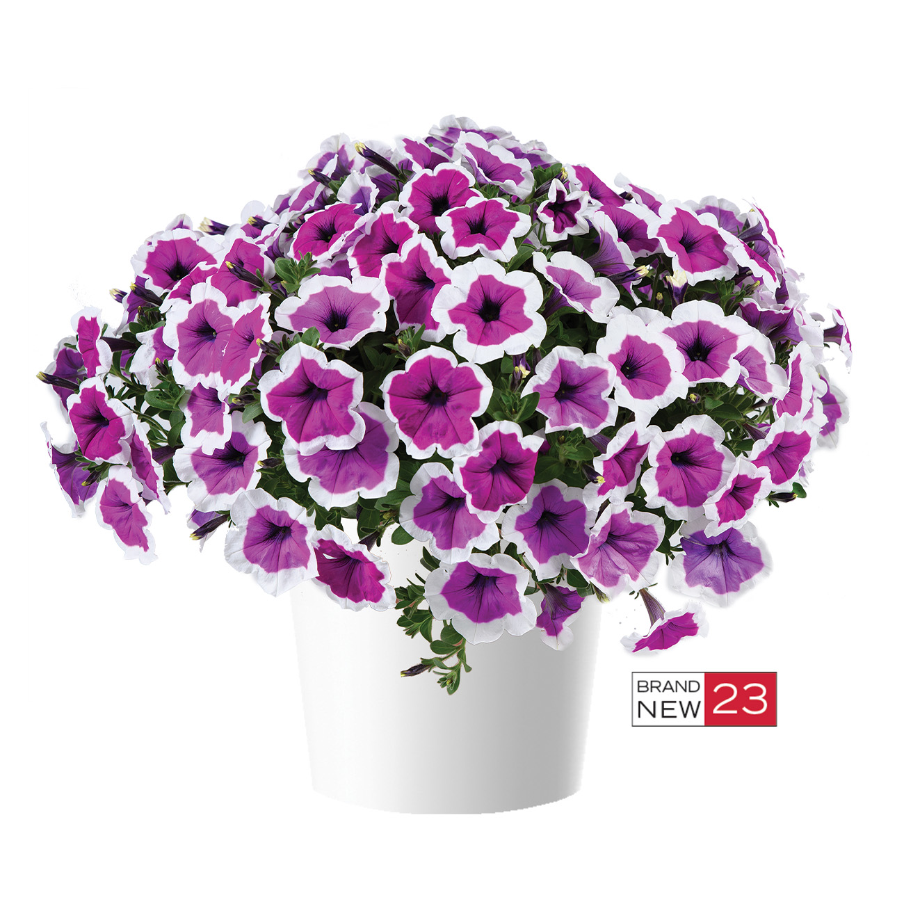 Innovation Fest 2021 – Danziger