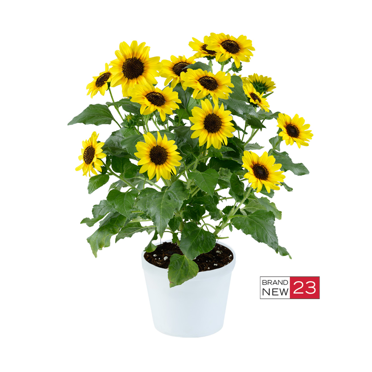 Innovation Fest 2021 – Danziger